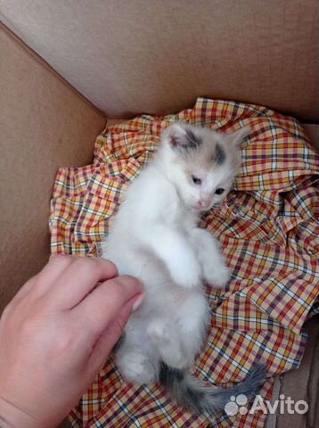 Котёнок трёхцветка-счастье в ваш дом