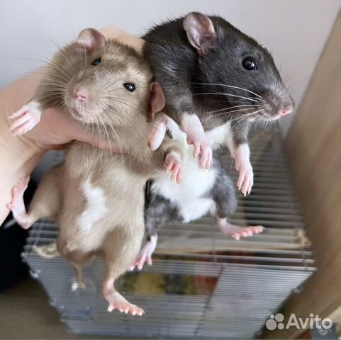 Крысы дамбо