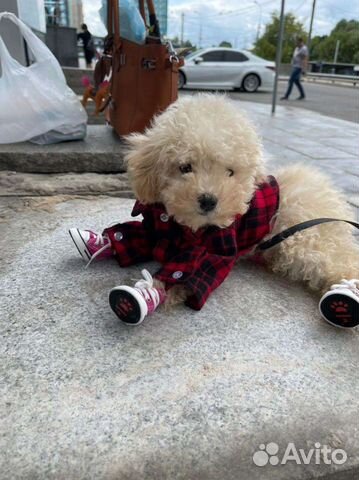 Мини мальтипу лапочка