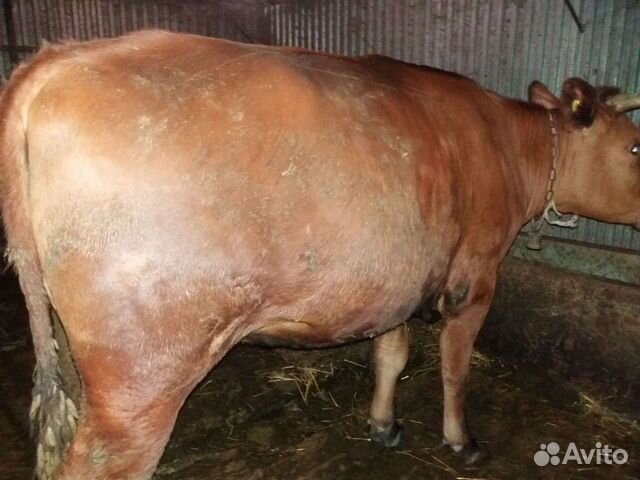 Свинка и Тёлка на Мясо. Бычки. Тёлка на Племя