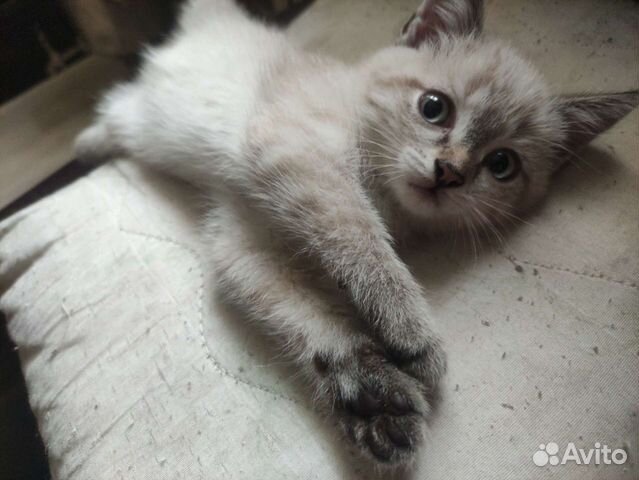 Котята