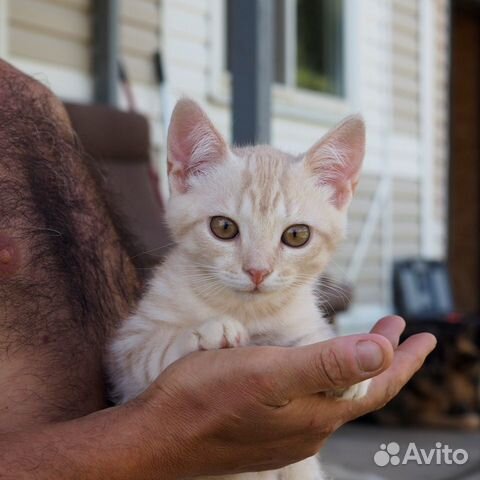 Сказочный котенок в добрые руки, в дар