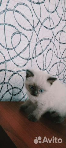 Шотландская кошка