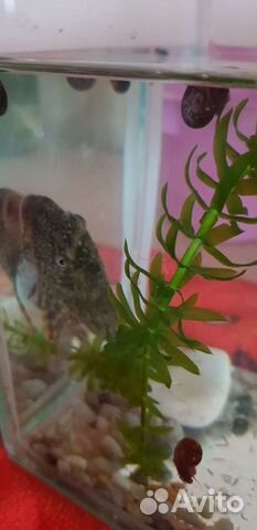 Аквариумные рыбки