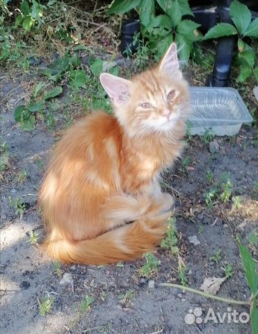 Рыжий котенок мальчик