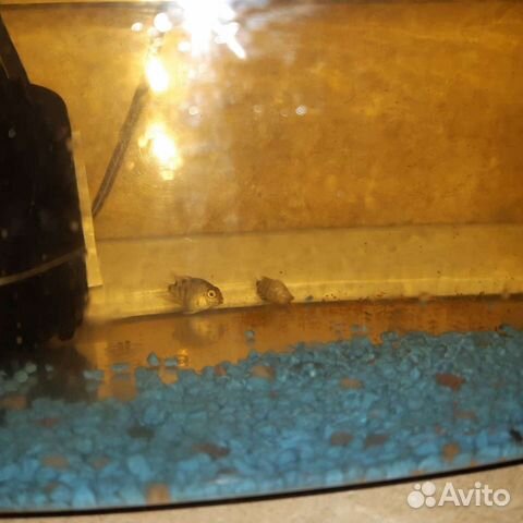 Рыбка попугай