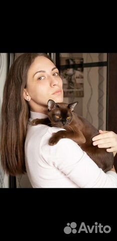 Европейская бурма котенок