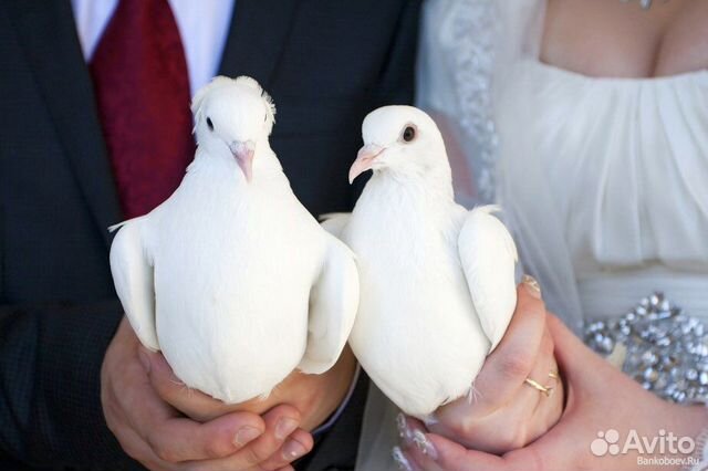 Голуби для проведения торжеств