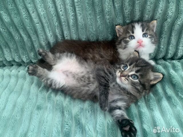 Отдам котят
