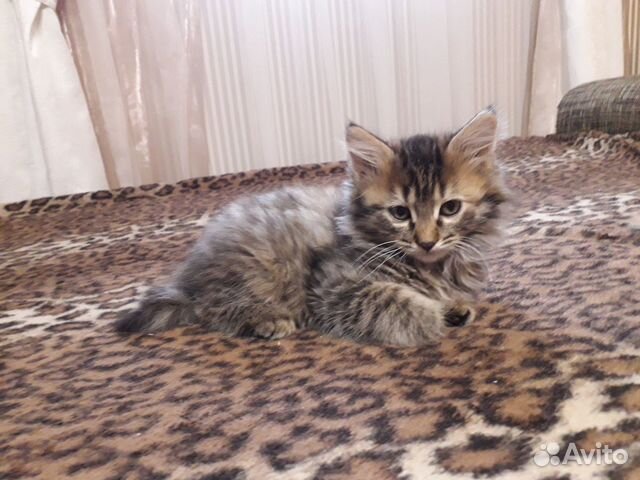 Кошечка девочка, тигрового окраса от мамы бобтейла