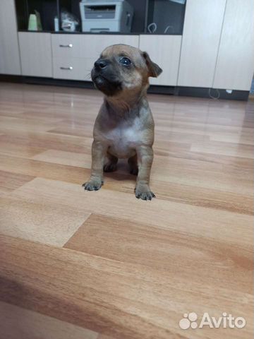 Щенки карликового пинчера