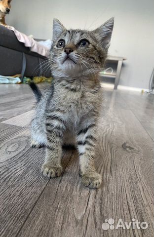 Котенок в дар