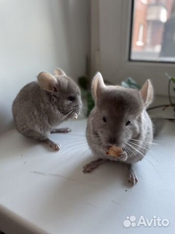 Шиншиллы самочки