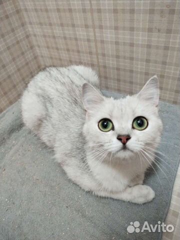 Кошка британка серебристая шиншилла