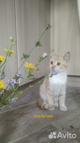 Отдадим котенка