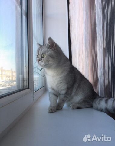 Кошка