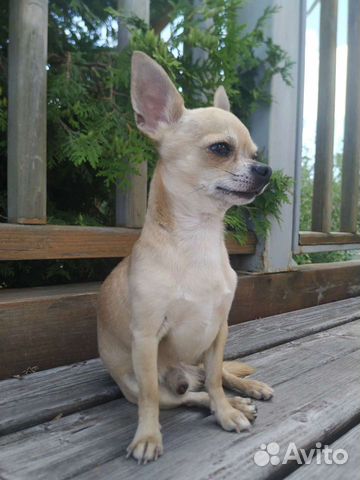 Чихуахуа жених micro