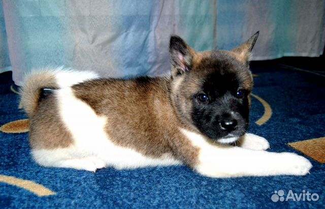 Продаются щенки Американской Акиты