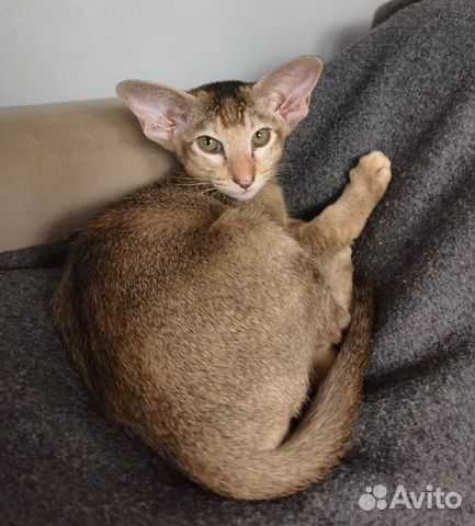 Ориентальная девочка