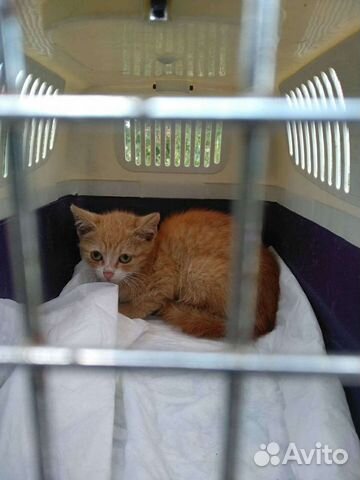 Рыжик 2 мес, ищет дом