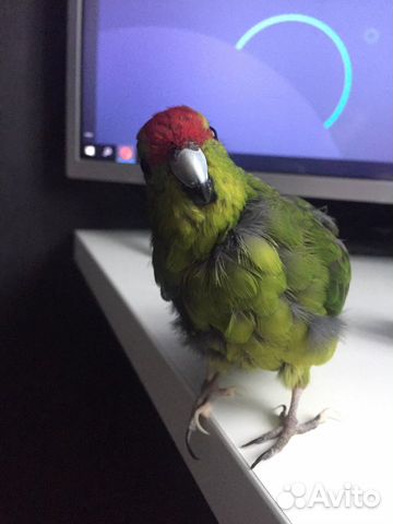 Попугай какарик