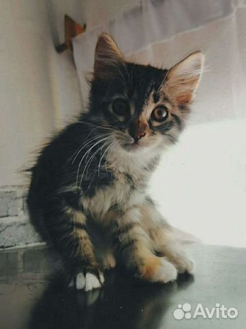 Котёнок бесплатно, в подарок миска и горшочек