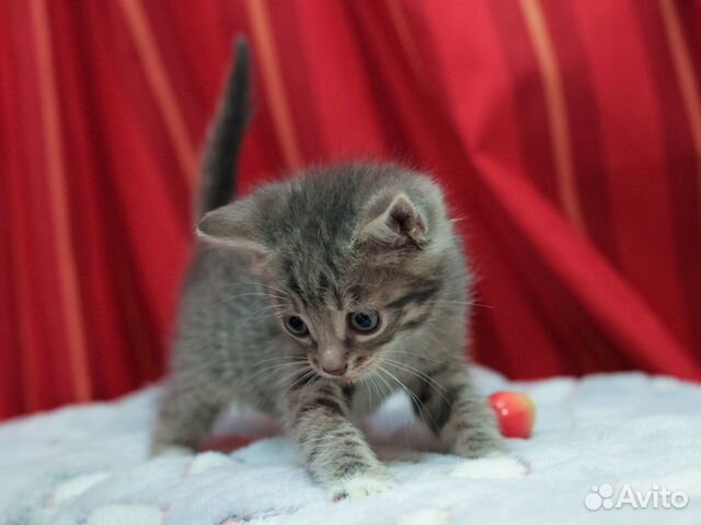 Котенок мальчик в дар