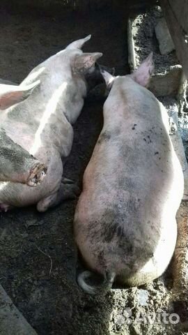 Свиньи живым весом
