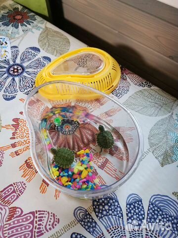 Декоративные черепахи