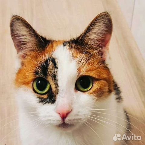 Зеленоглазая Маша ищет дом