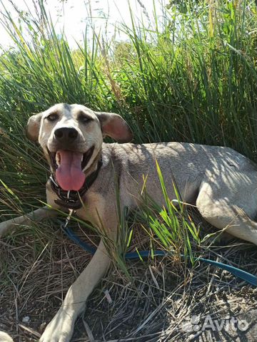 Собака настоящий друг в дар