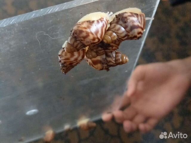 Улитки ахатины малыши