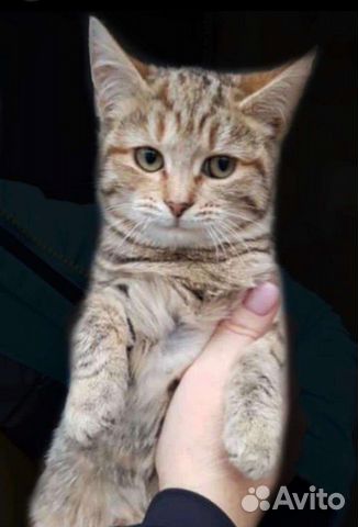 Монечка в самые добрые руки