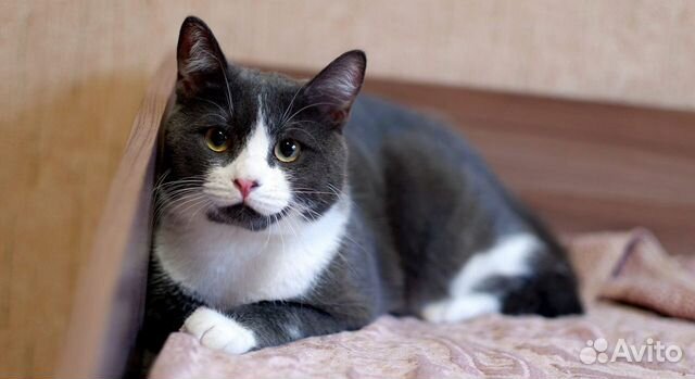 Крупный плюшевый котик