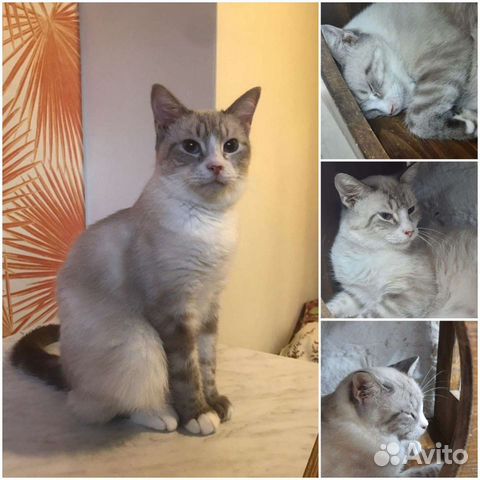 Сказочный кот