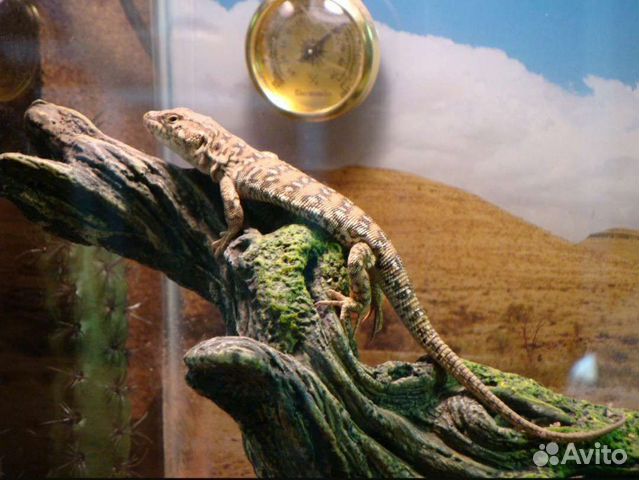 Ящурка разноцветная Eremias arguta