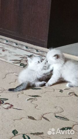 Котята в дар