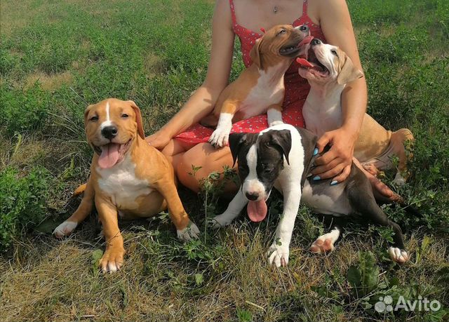 Американский стаффордширский терьер