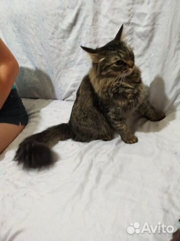 Отдам в добрые руки кошку