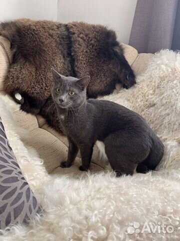 Шартрез в добрые руки