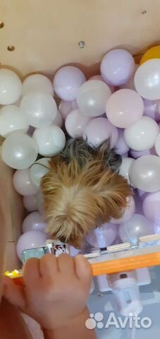 Собака Лакки