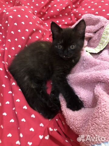 Кошка
