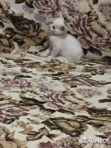 Котенок