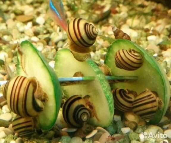 Спикси улитки 6 штук