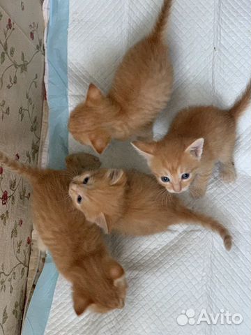 Рыжие мальчики 1.5 мес