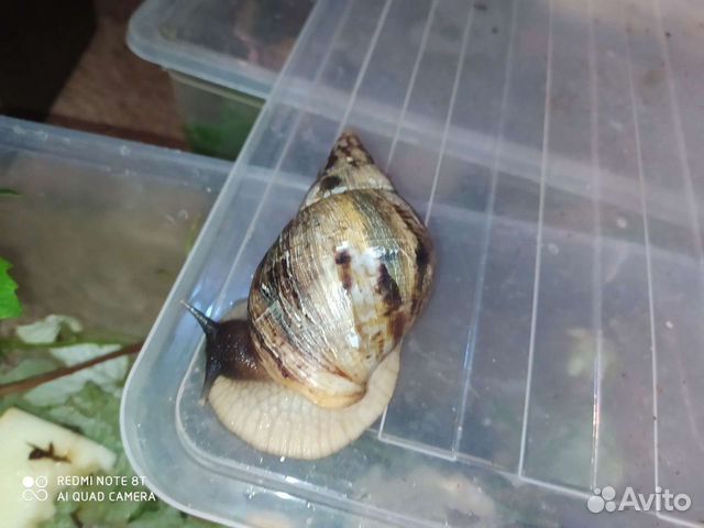 Домашние улитки