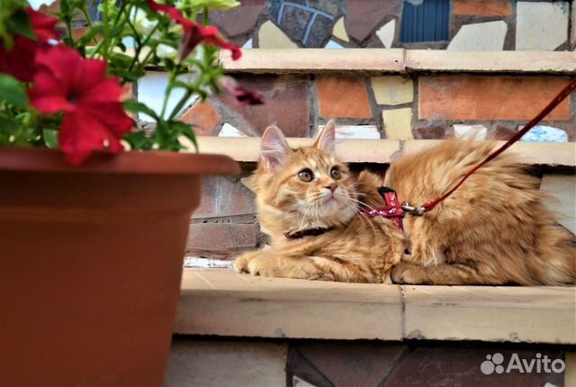 Красная кошечка Солнышко