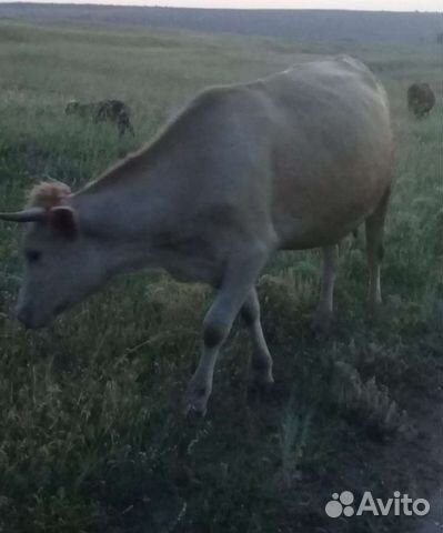 Корова дойная молочная
