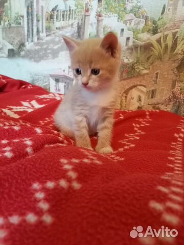 Пусик ищет добрые руки