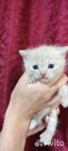 Котенок 1 мес